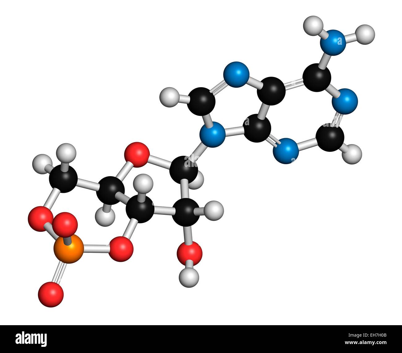 Cyclic adenosine monophosphate molecule Stock Photo - Alamy
