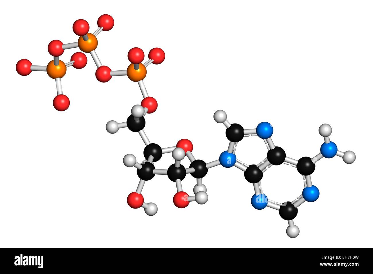 Adenosine triphosphate molecule Stock Photo - Alamy