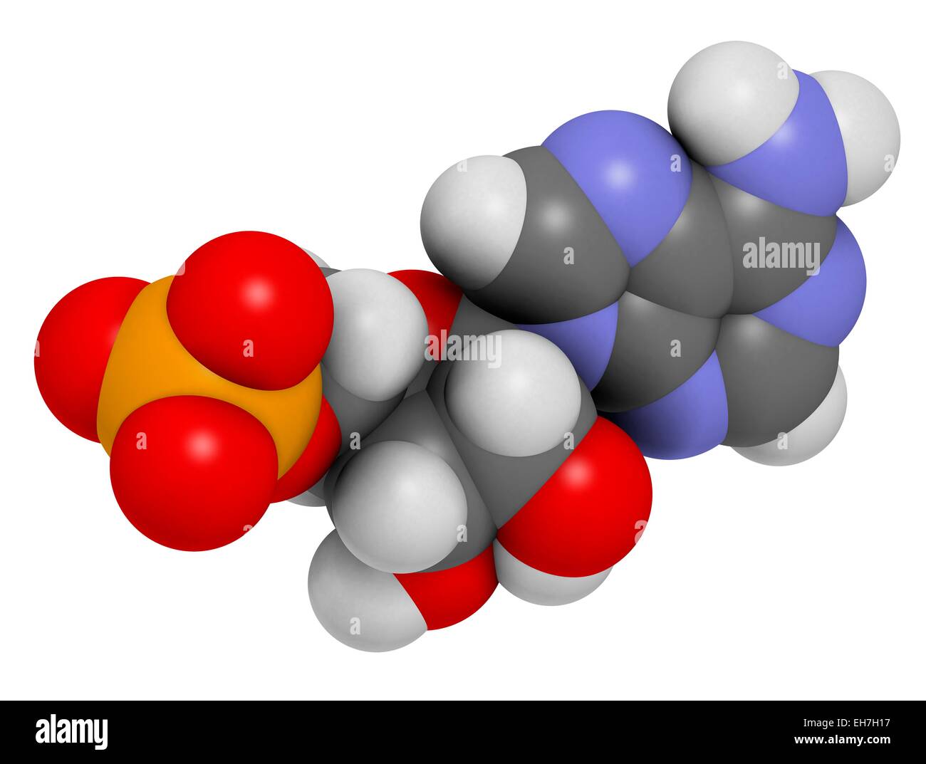 Adenosine monophosphate molecule Stock Photo - Alamy