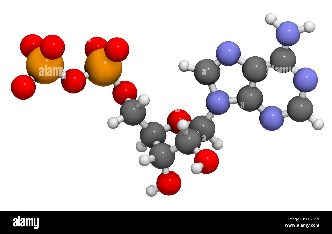 Adenosine diphosphate molecule Stock Photo - Alamy Adenosine diphosphate molecule Stock Photo - Alamy