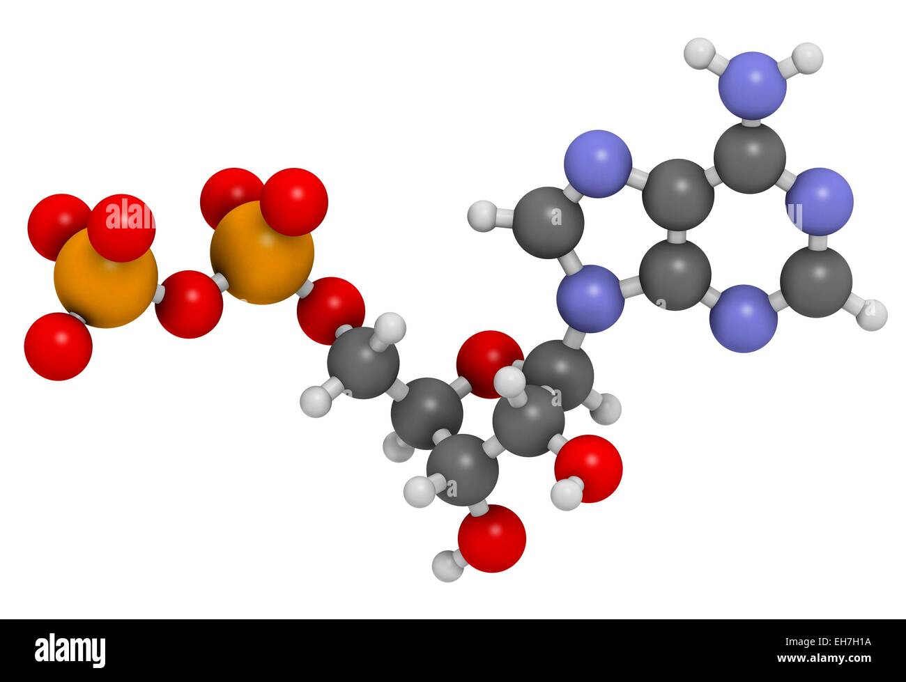Adenosine diphosphate molecule Stock Photo - Alamy Adenosine diphosphate molecule Stock Photo - Alamy