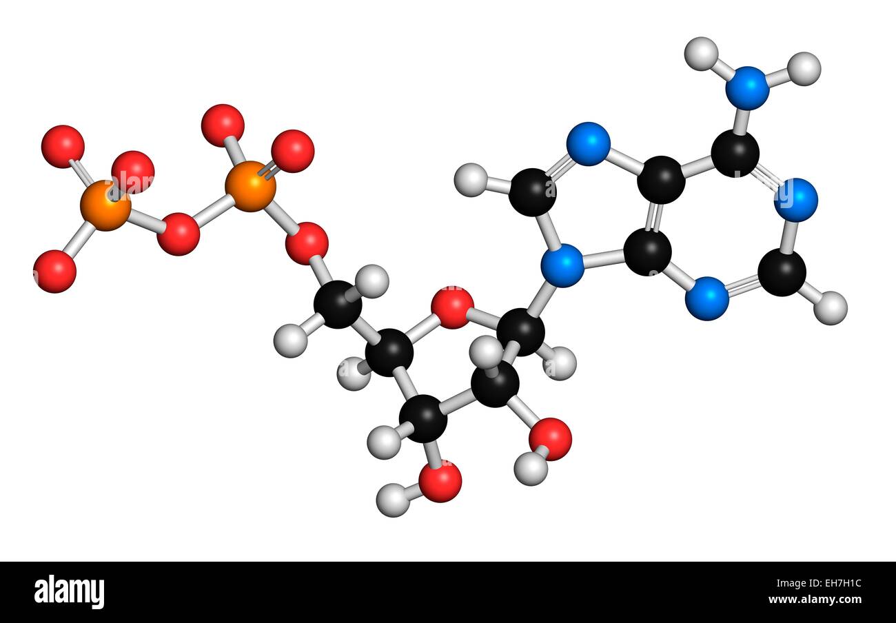 Adenosine diphosphate molecule Stock Photo - Alamy Adenosine diphosphate molecule Stock Photo - Alamy