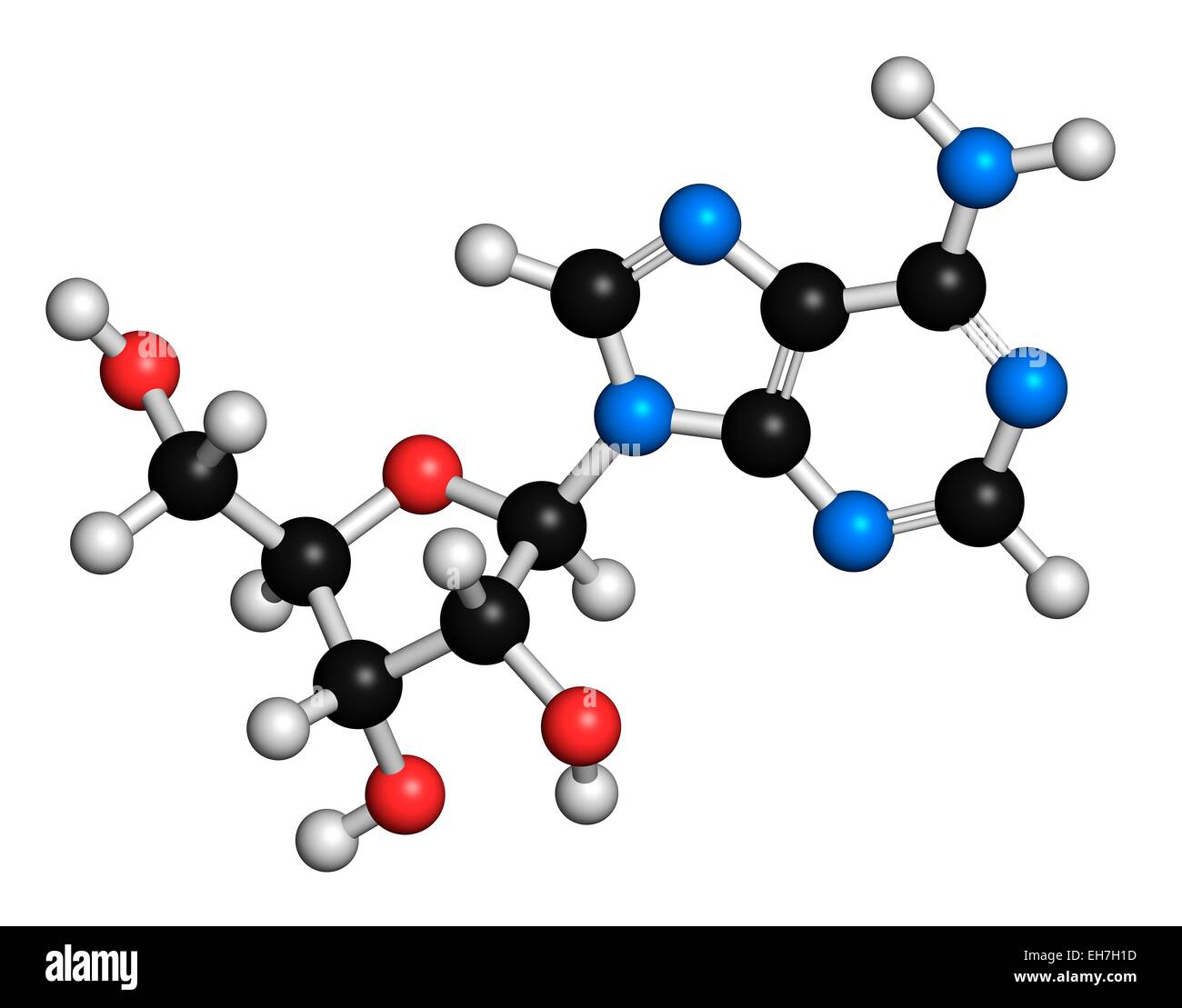Purine nucleoside molecule hi-res stock photography and images - Alamy