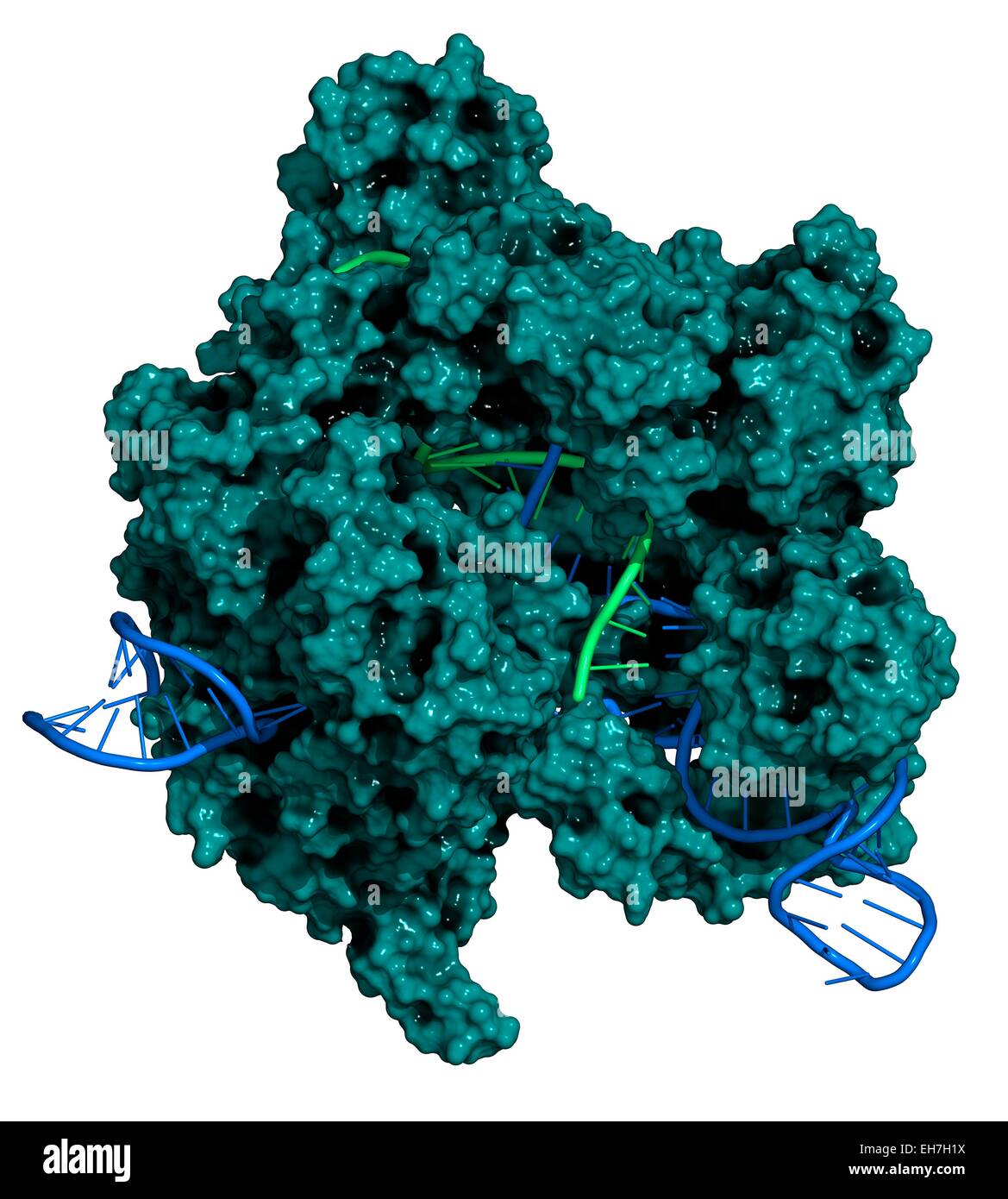 Cas9 rna dna complex hi-res stock photography and images - Alamy