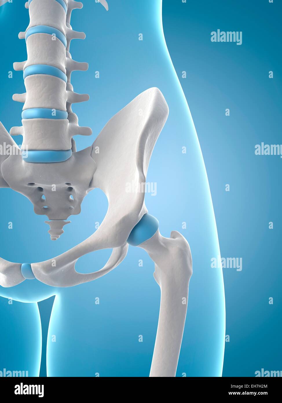 Human hip bones, illustration Stock Photo - Alamy