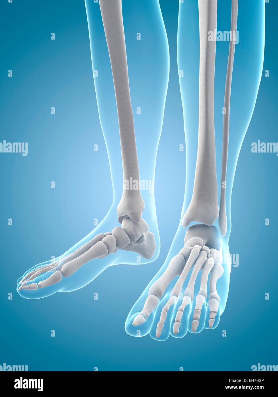 Human foot bones hi-res stock photography and images - Alamy