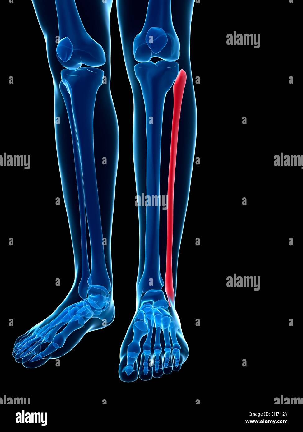Leg bone hi-res stock photography and images - Alamy