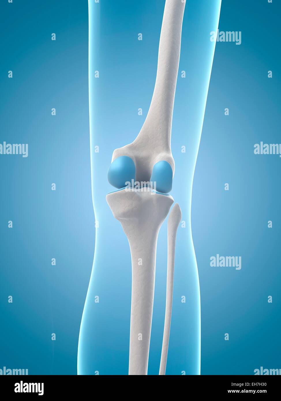 Human knee joint, illustration Stock Photo - Alamy