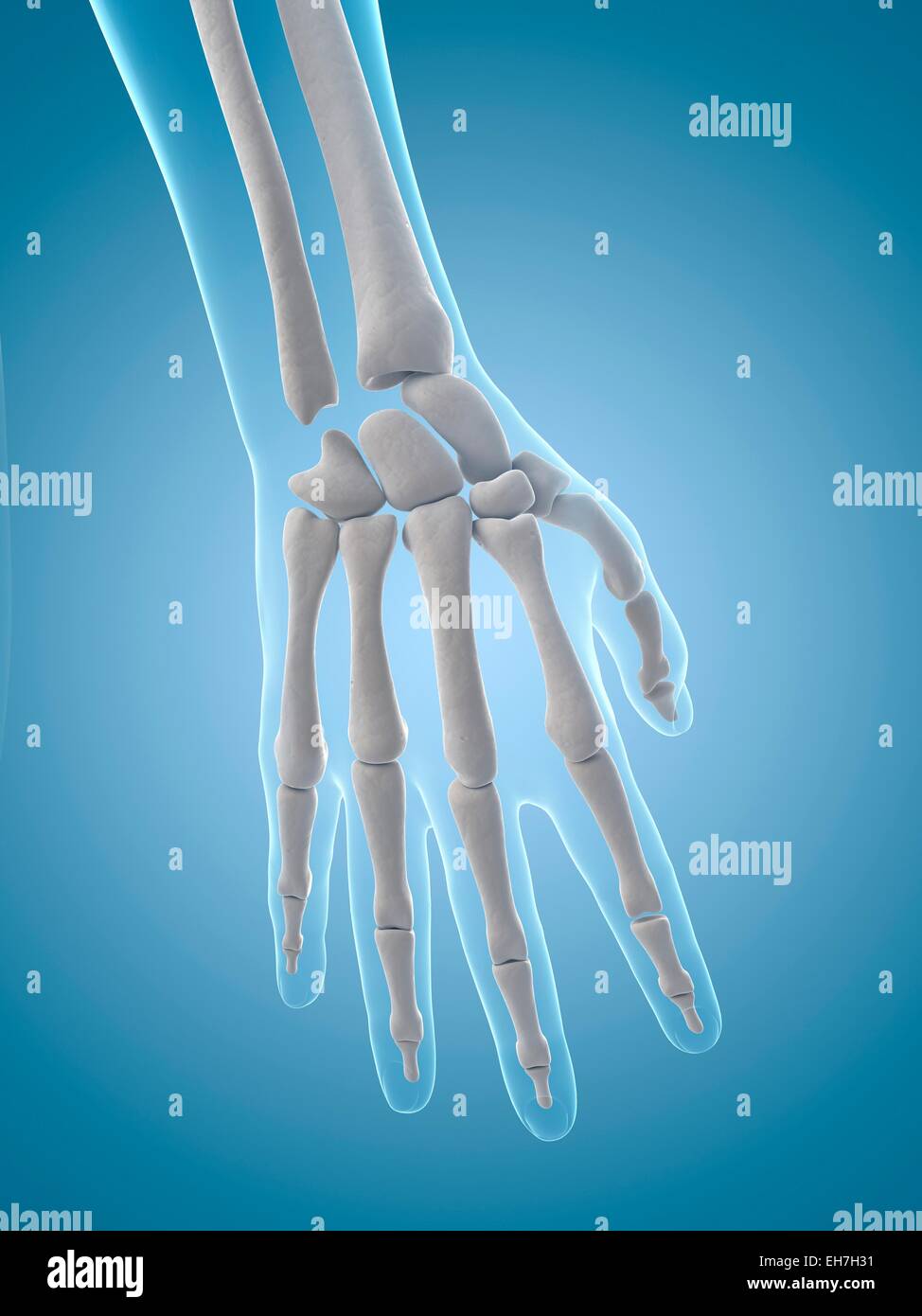 Human hand bones, illustration Stock Photo - Alamy