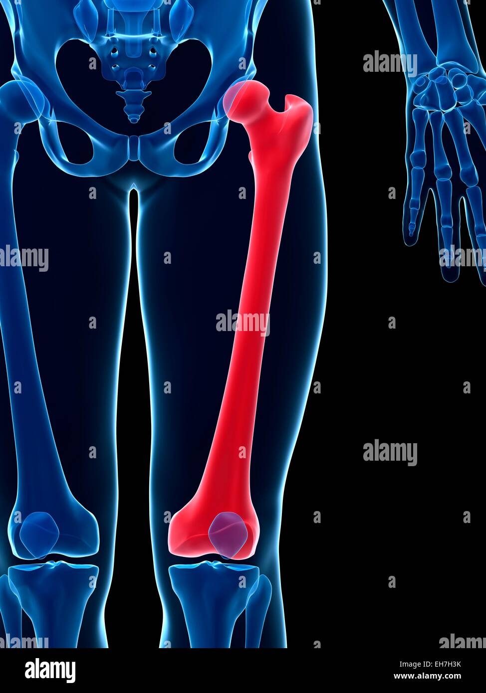 Human thigh bone, illustration Stock Photo - Alamy