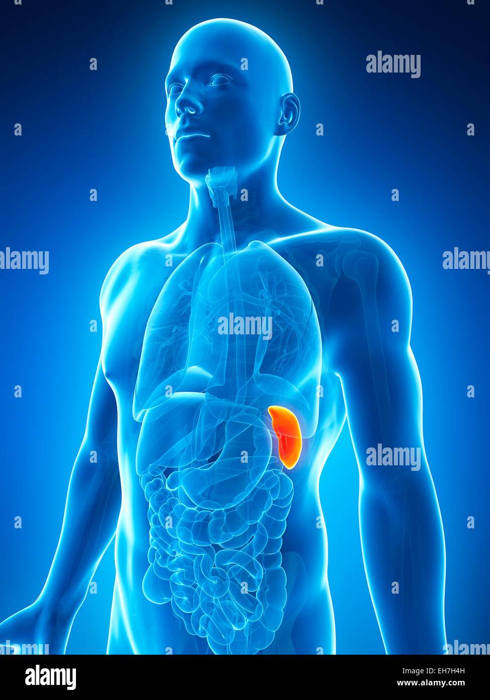 Human spleen, illustration Stock Photo - Alamy
