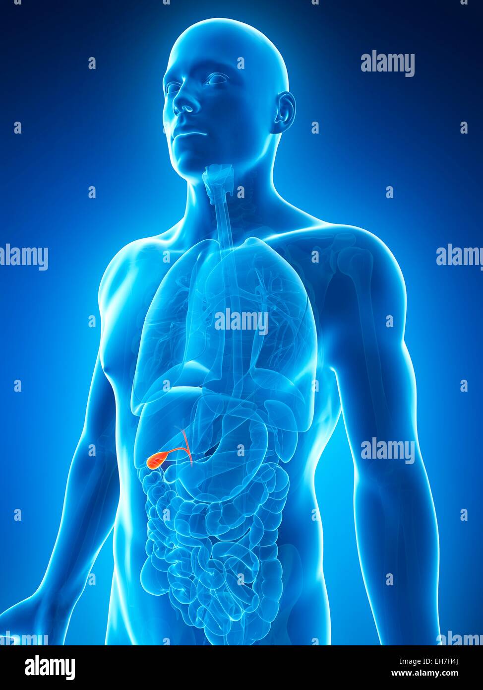 Human gallbladder, illustration Stock Photo - Alamy