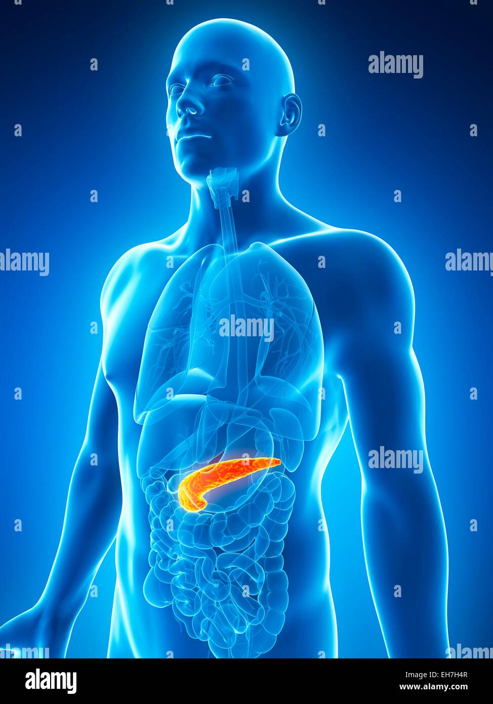 Human pancreas, illustration Stock Photo - Alamy