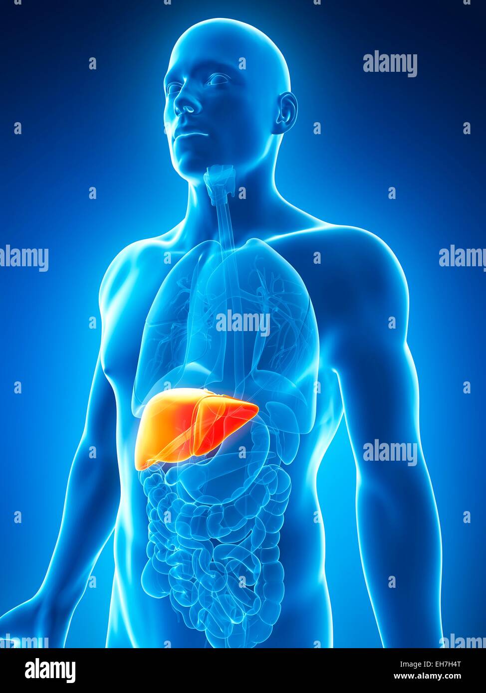 Human liver, illustration Stock Photo - Alamy