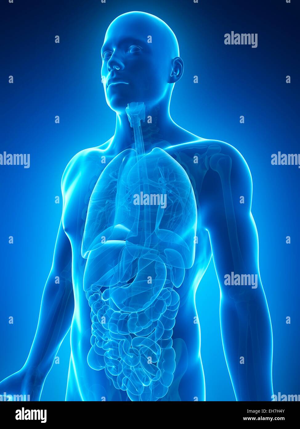 Human anatomy, illustration Stock Photo - Alamy