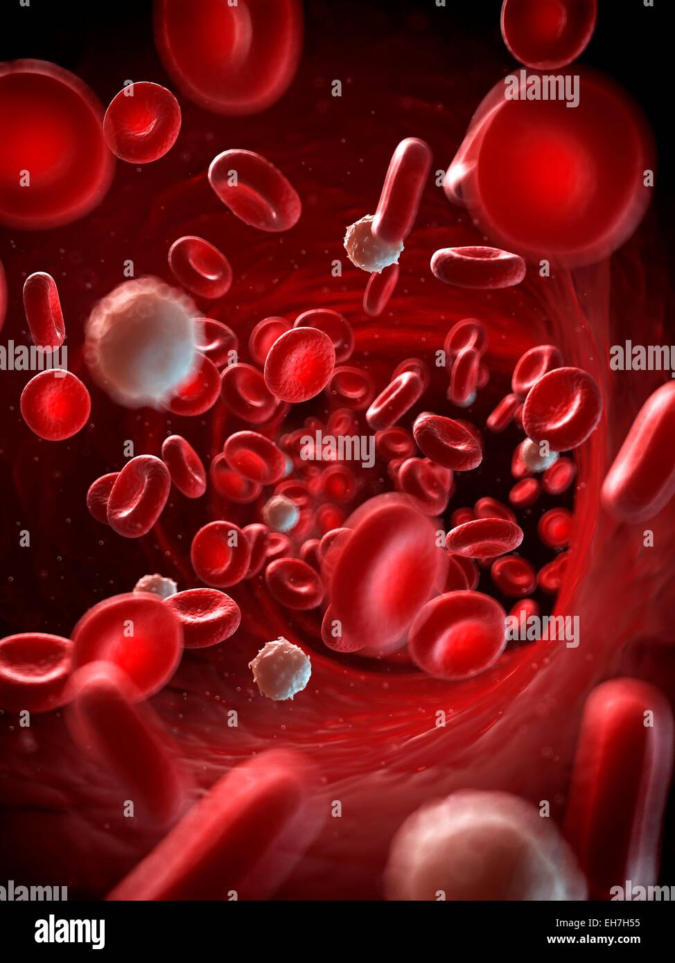 Red And White Blood Cells High Resolution Stock Photography and Images ...