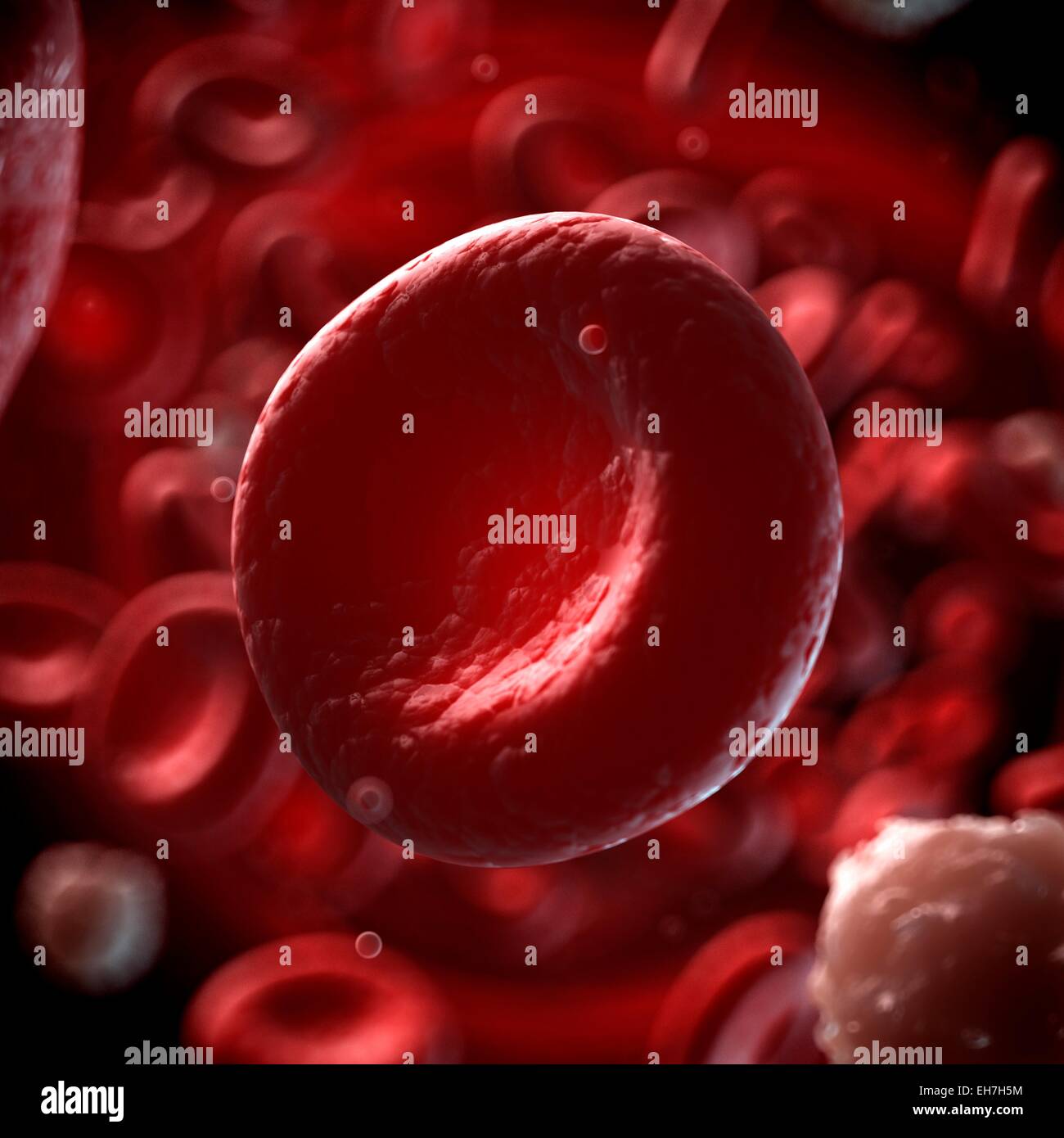 Human red blood cell, illustration Stock Photo - Alamy