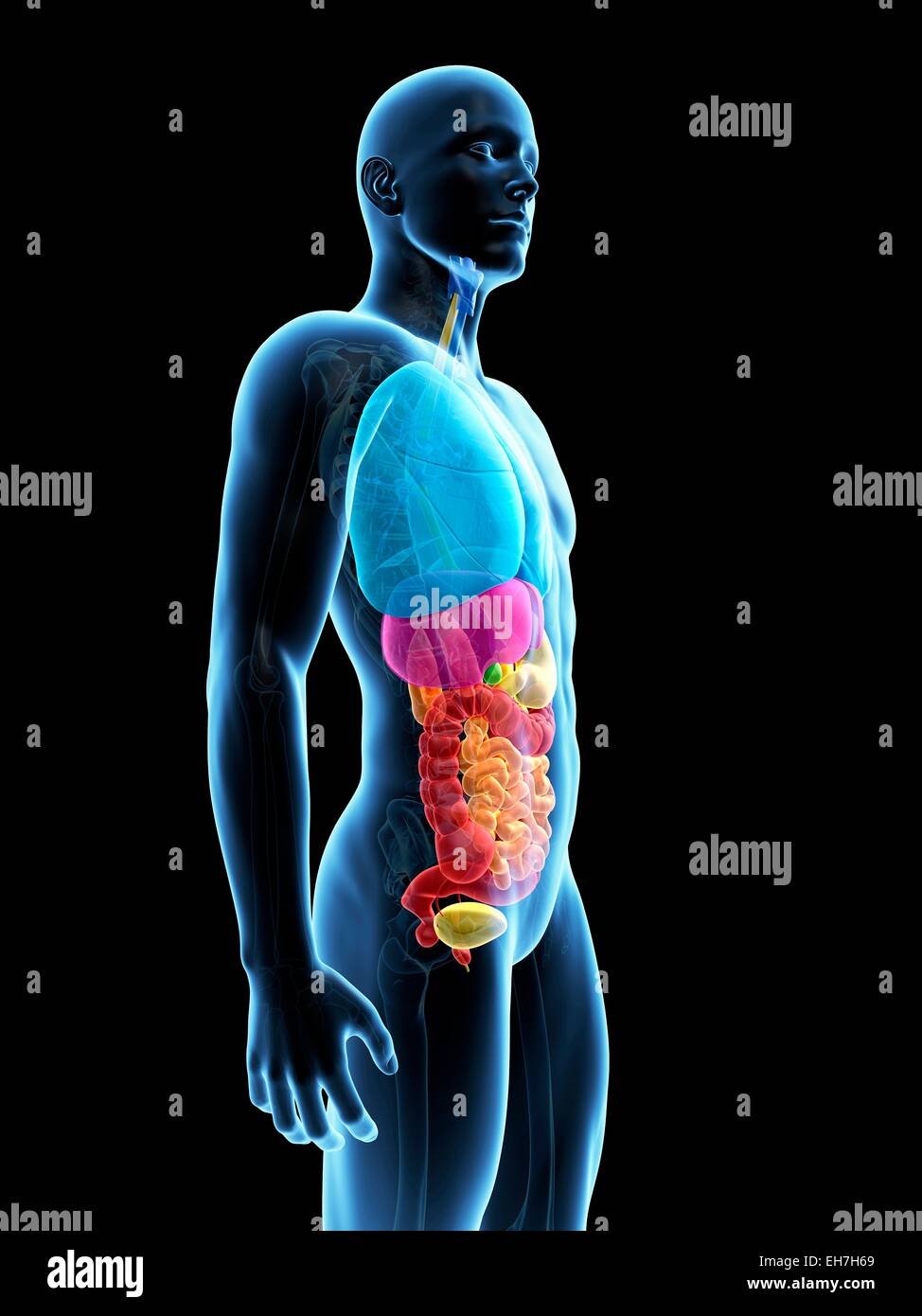 Human anatomy, illustration Stock Photo - Alamy