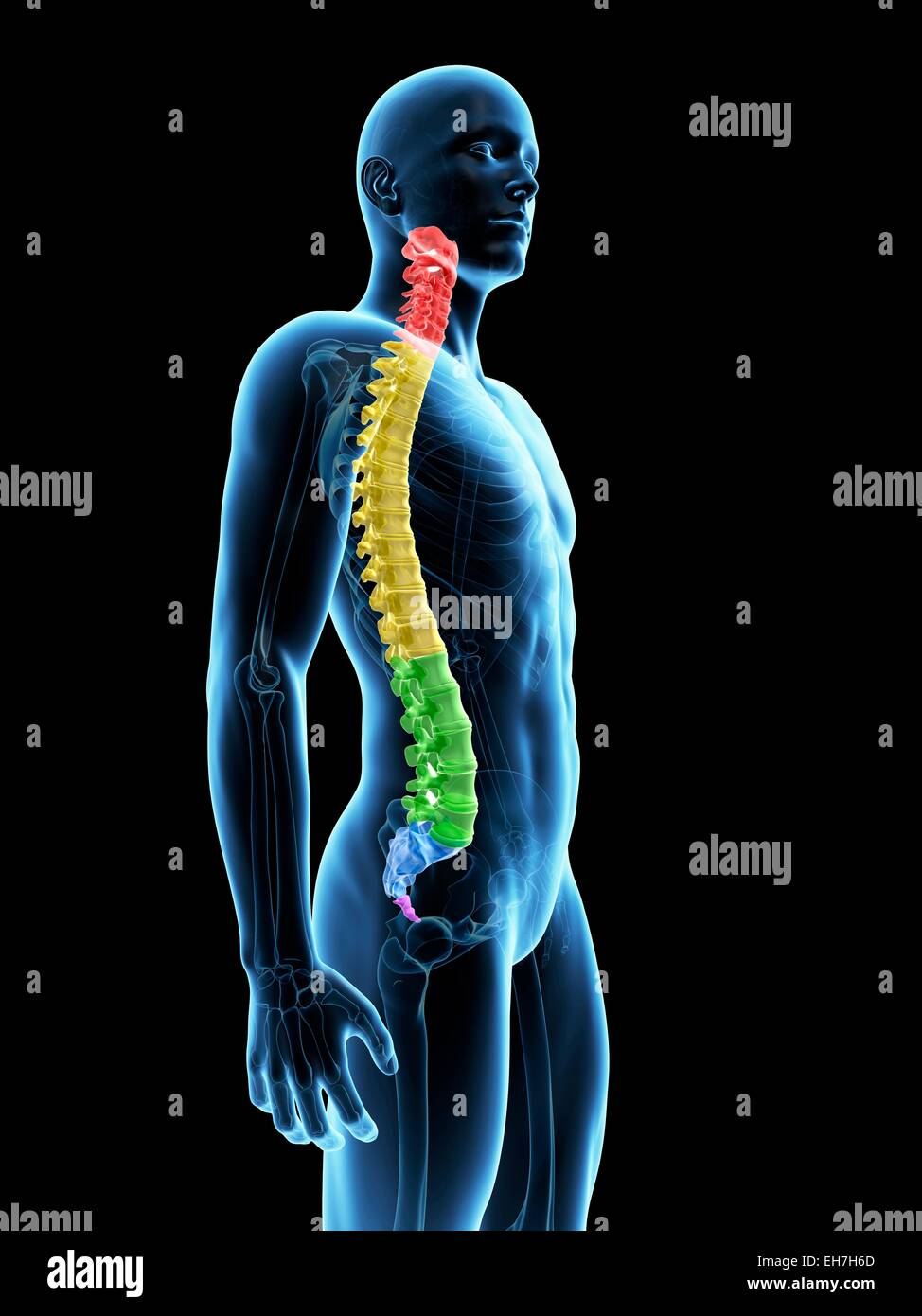 Human spine, illustration Stock Photo - Alamy