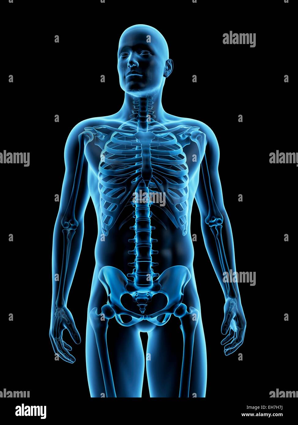 Human skeletal system, illustration Stock Photo - Alamy