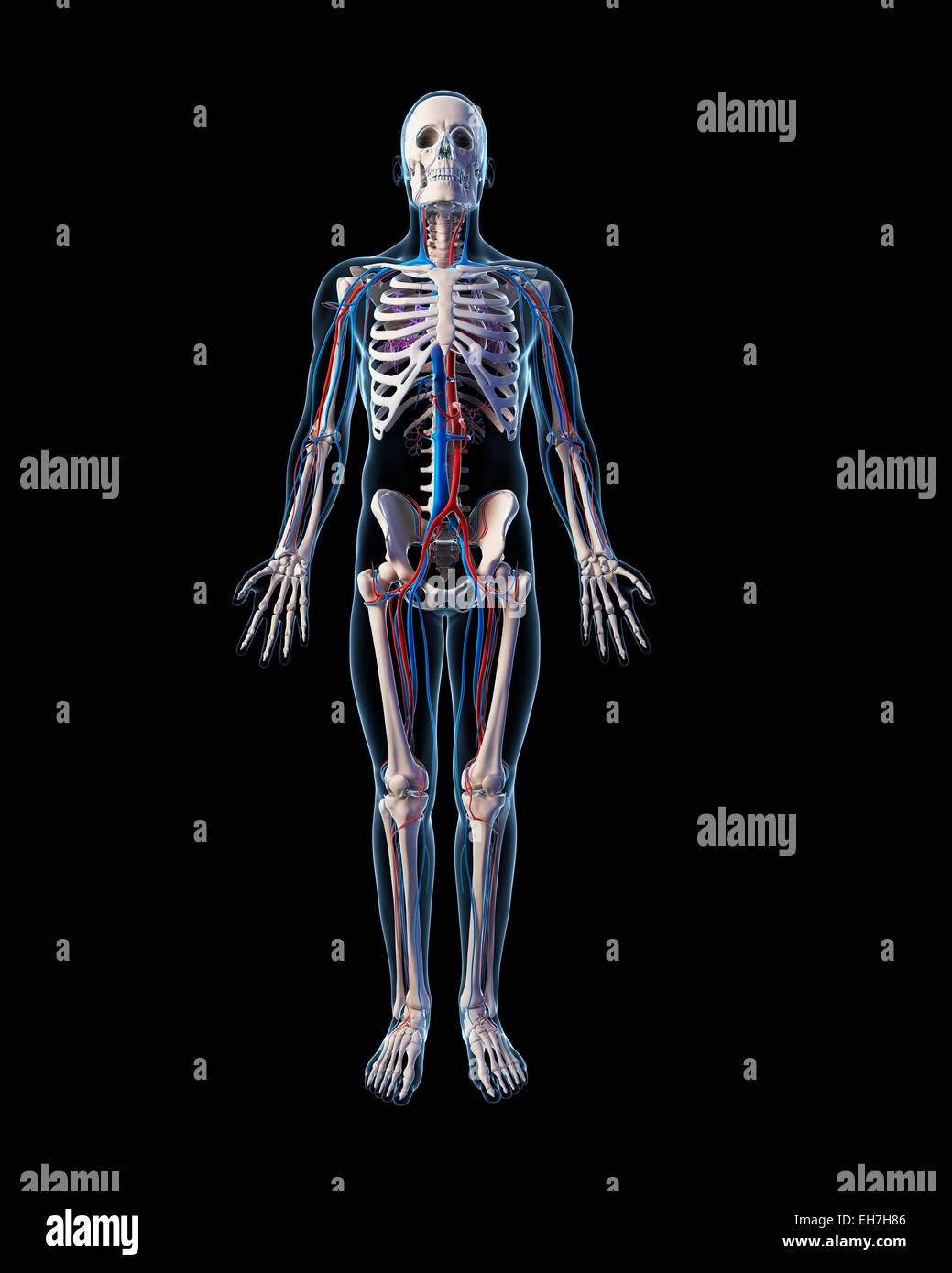 Human vascular system, illustration Stock Photo - Alamy