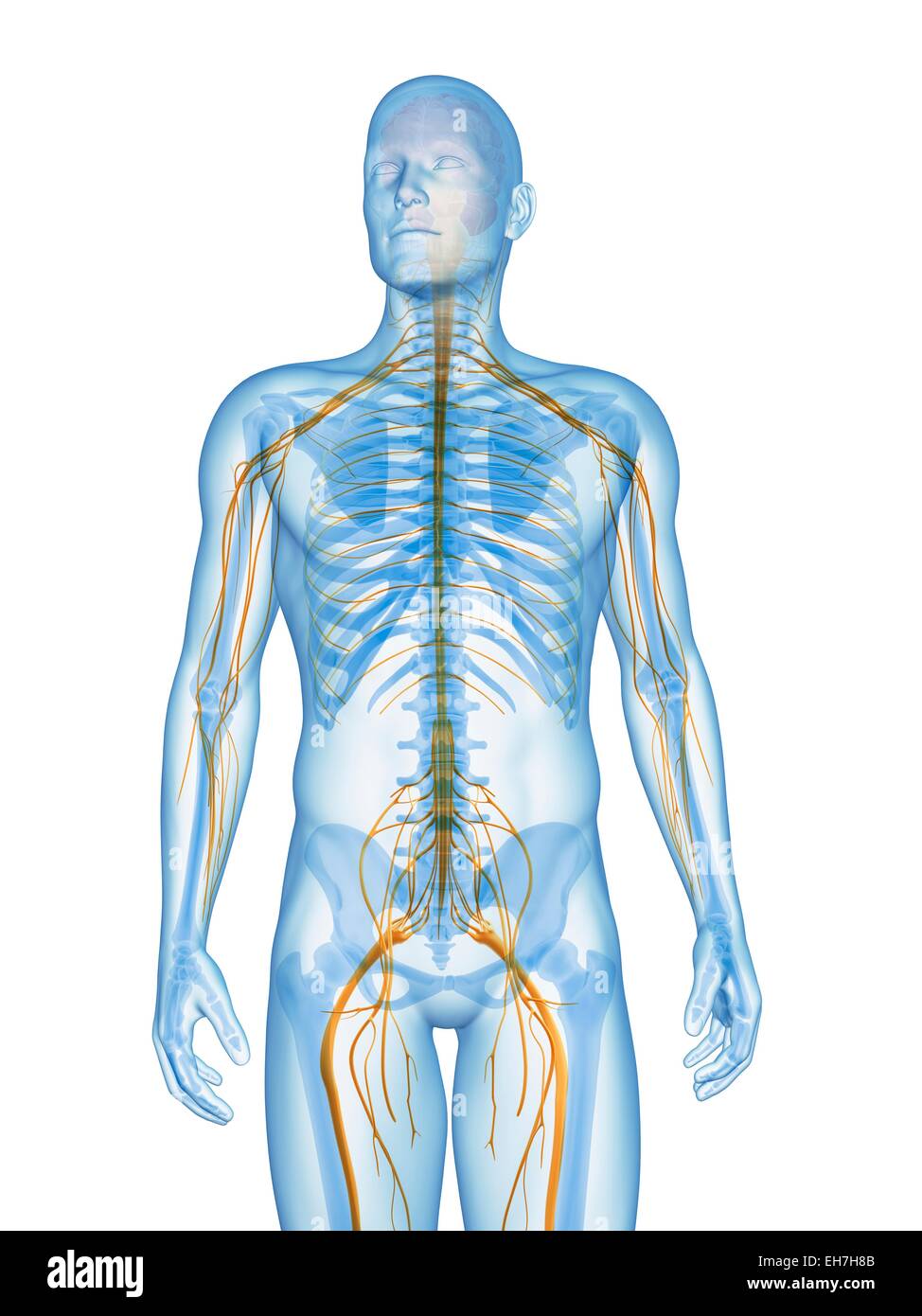 Human nervous system, illustration Stock Photo - Alamy