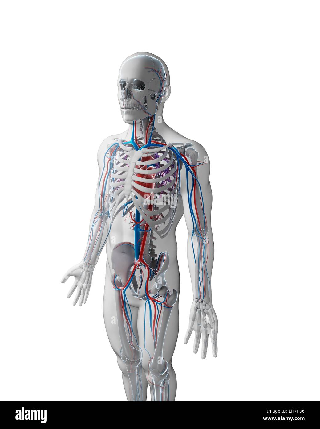 Human vascular system, illustration Stock Photo - Alamy