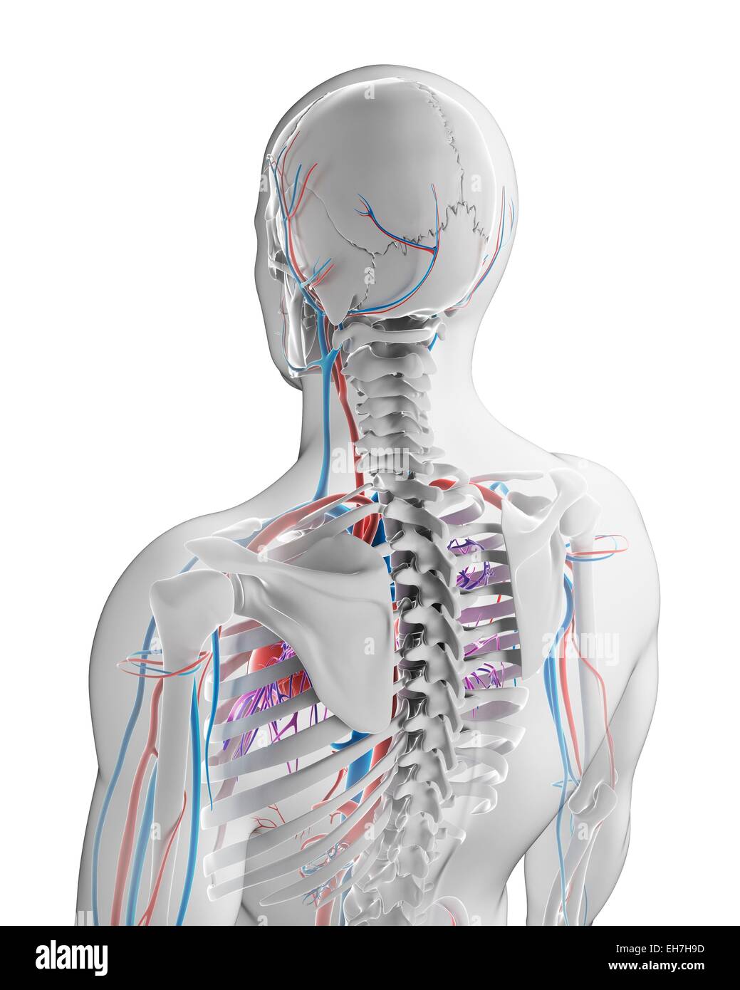 Human vascular system, illustration Stock Photo - Alamy