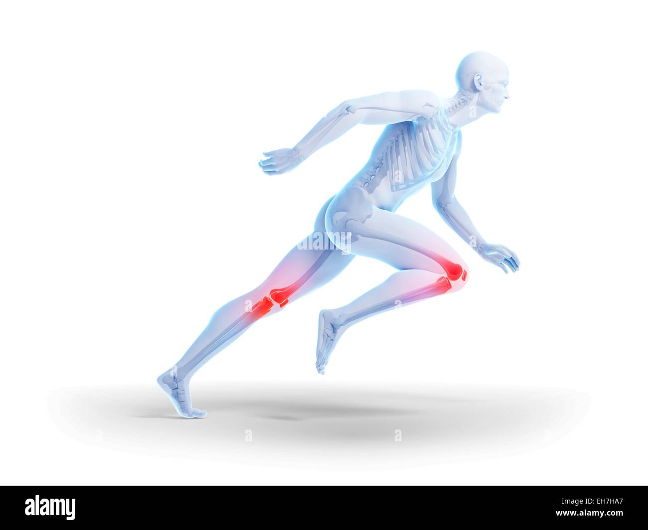 Human knee anatomy, illustration Stock Photo - Alamy