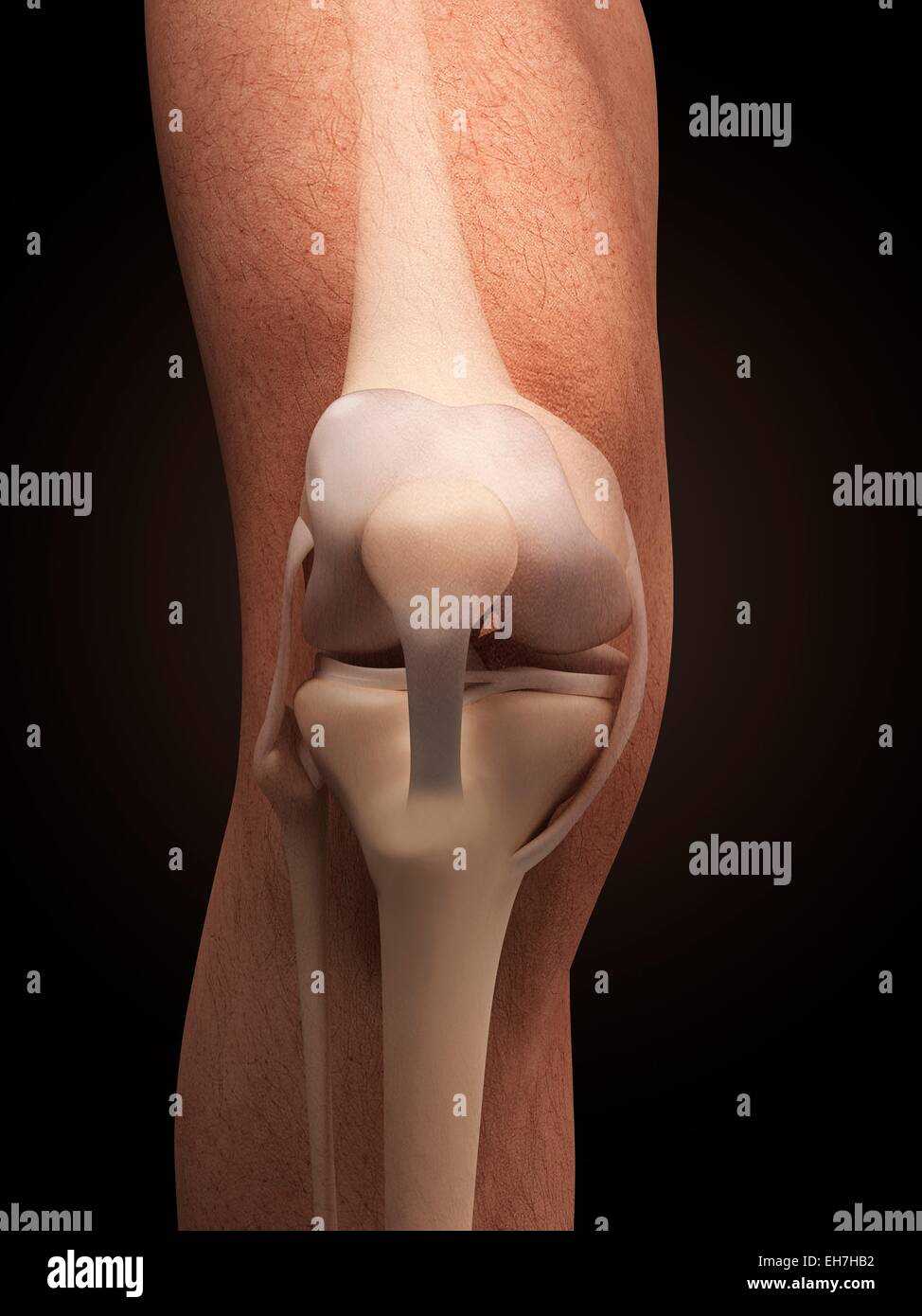 Human knee anatomy, illustration Stock Photo - Alamy