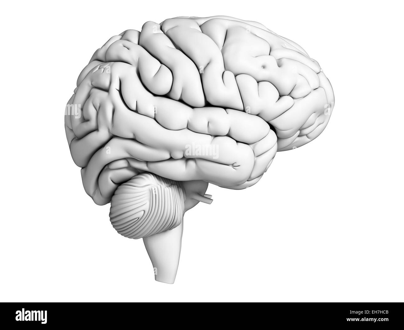 Brain Drawing Side View