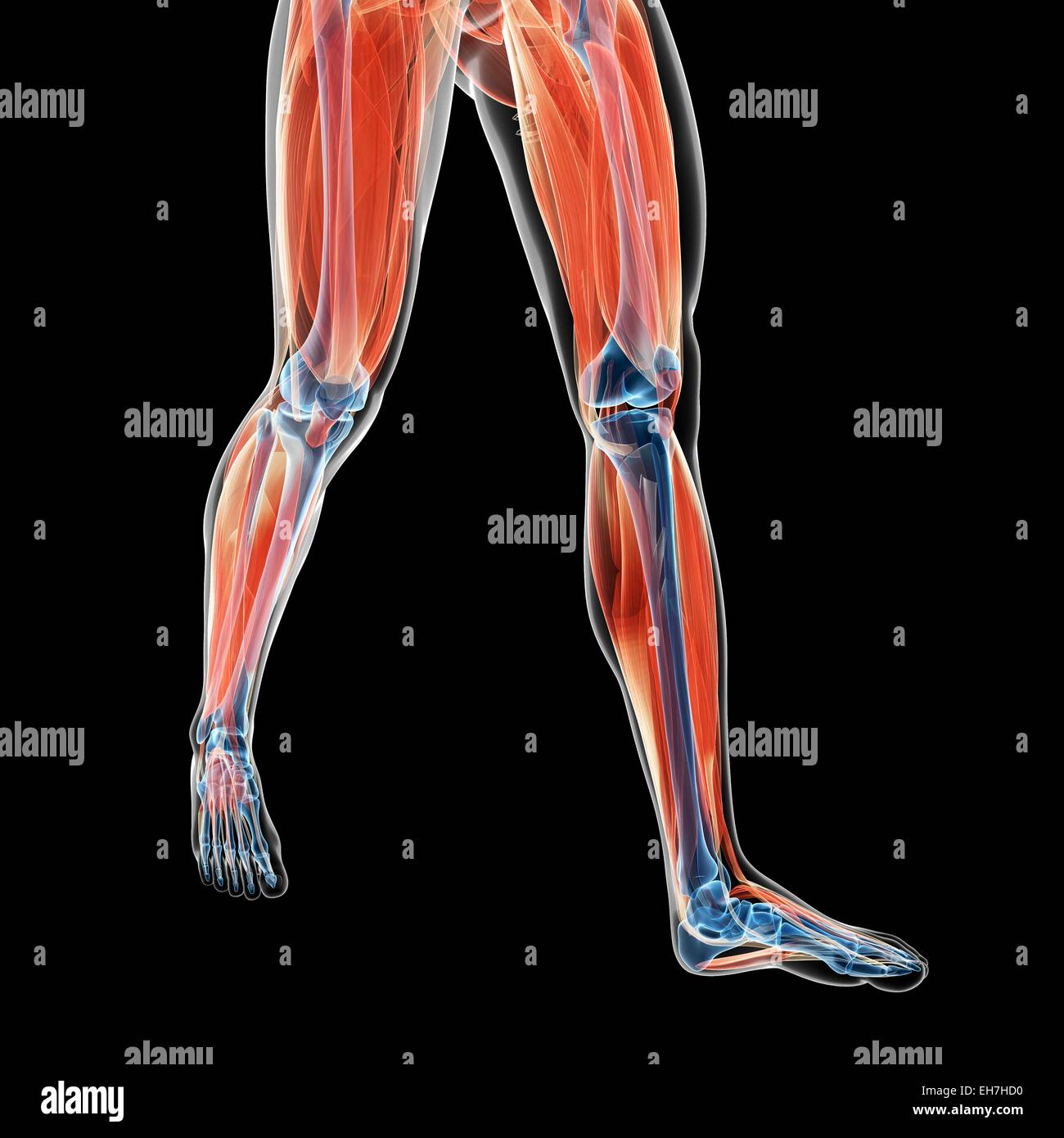 Human leg muscles, illustration Stock Photo - Alamy
