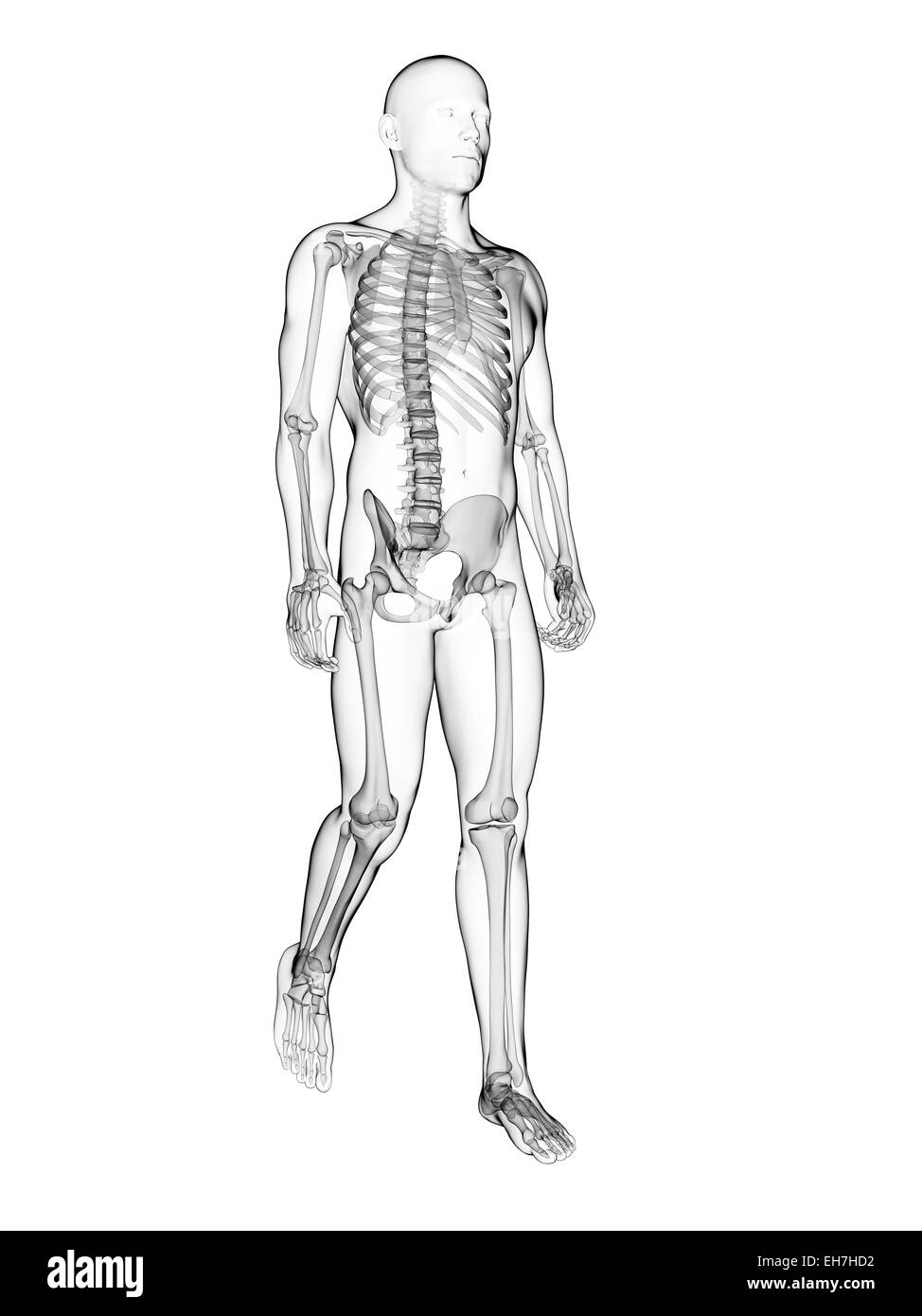 Human skeletal system, illustration Stock Photo - Alamy