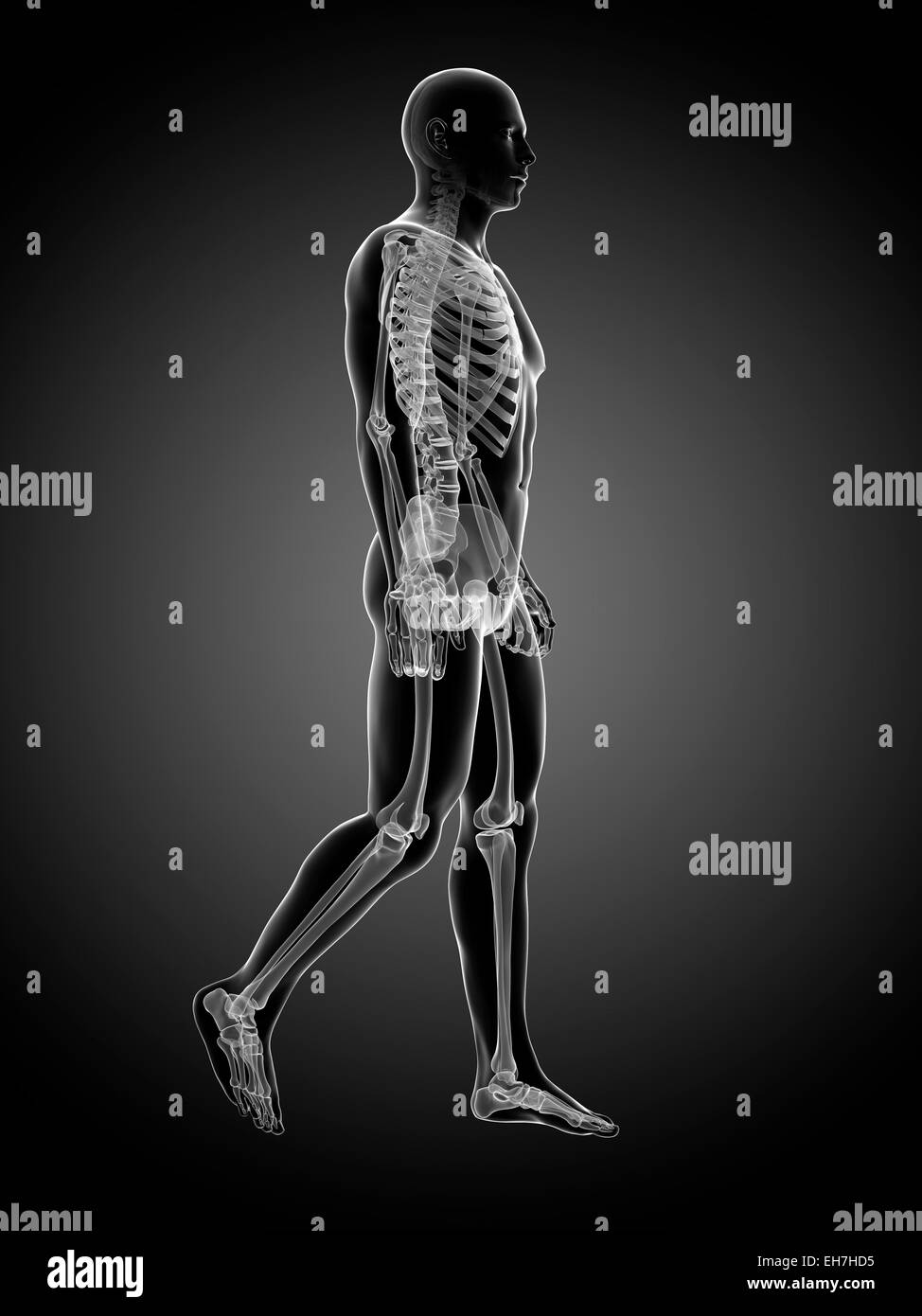 Human skeletal system, illustration Stock Photo - Alamy