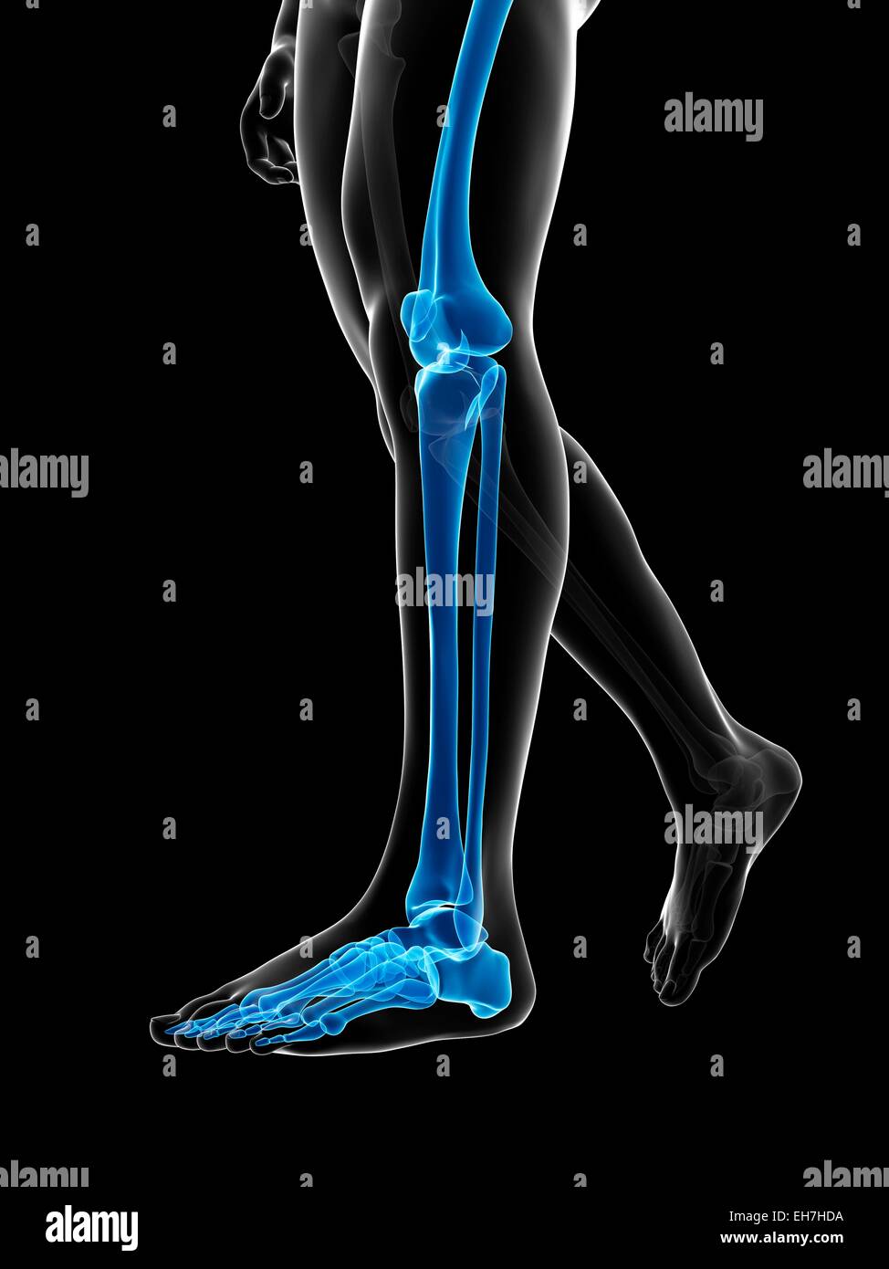 Human leg bones, illustration Stock Photo - Alamy
