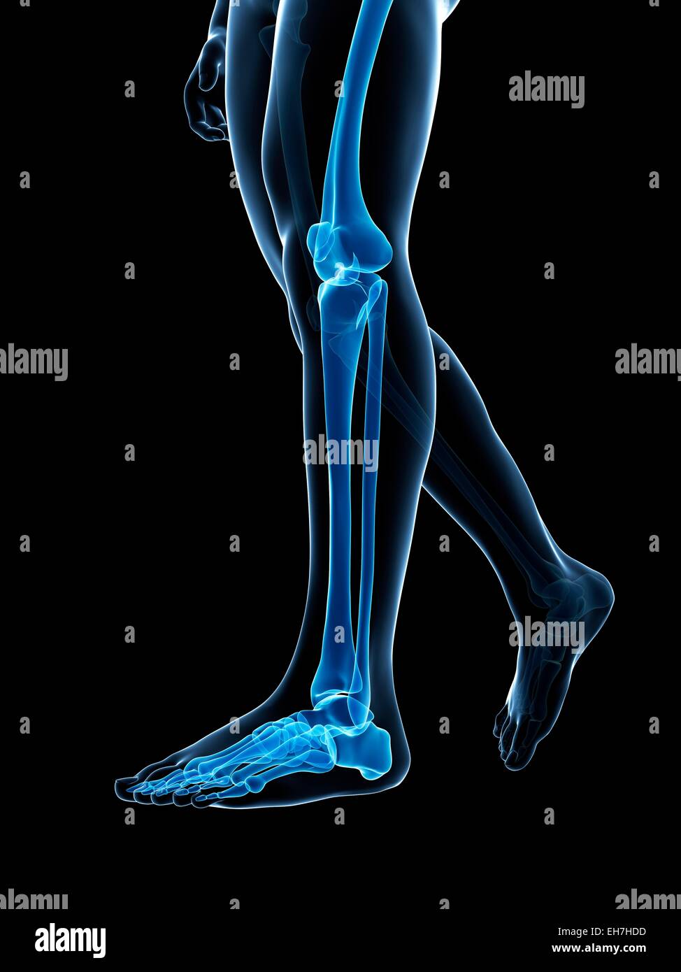 Human leg bones, illustration Stock Photo - Alamy