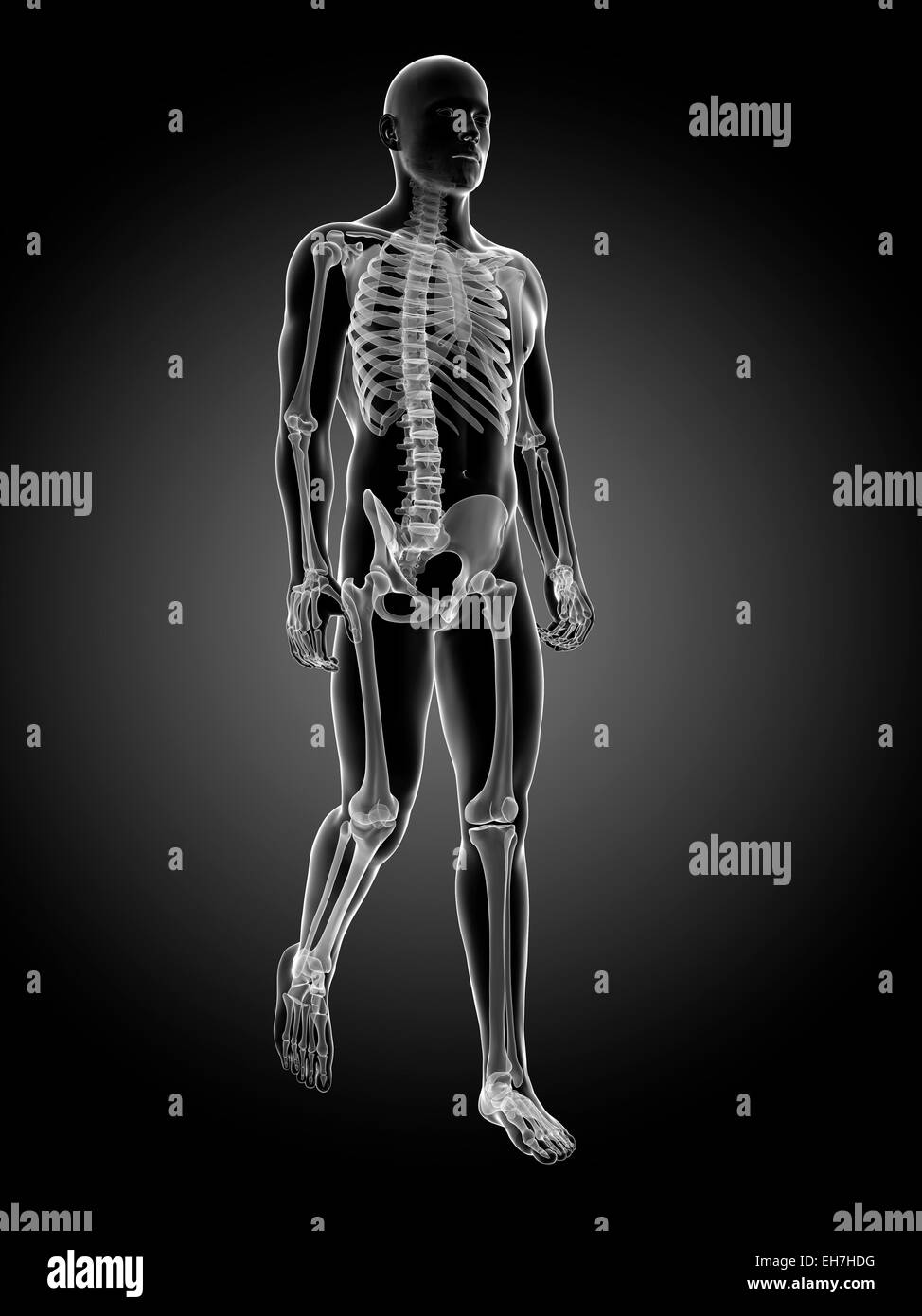Human skeletal system, illustration Stock Photo - Alamy