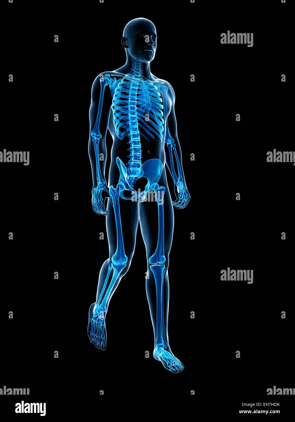 Human skeletal system, illustration Stock Photo - Alamy