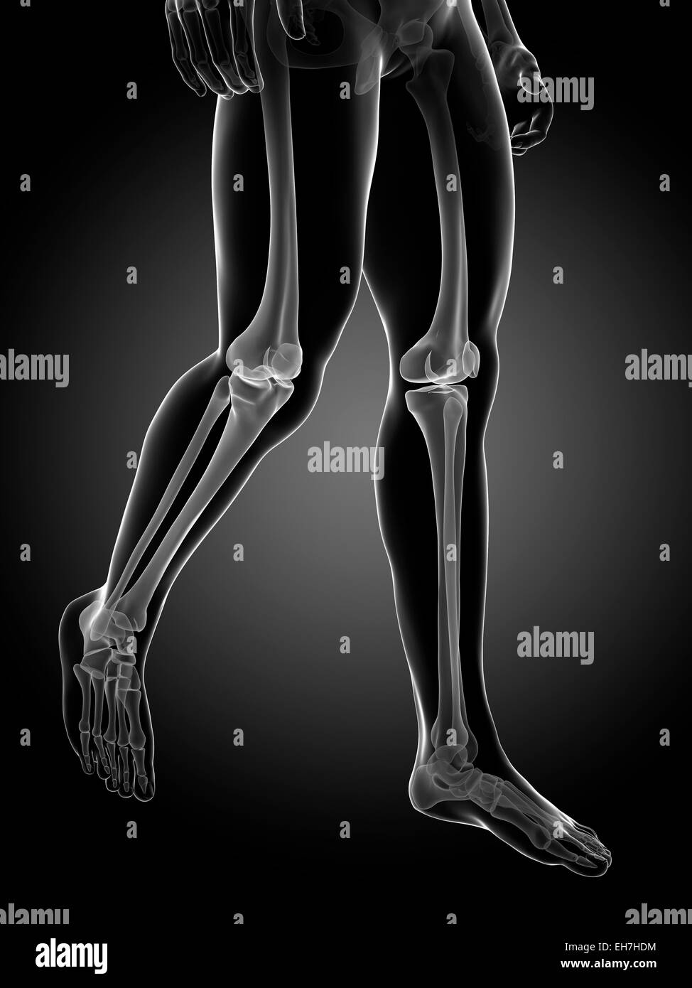 Human leg bones, illustration Stock Photo - Alamy