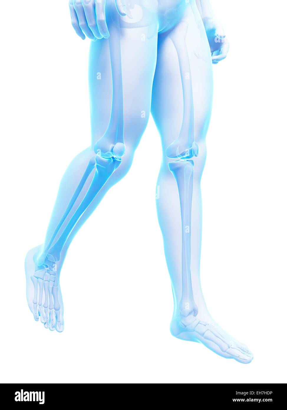 Human leg bones, illustration Stock Photo - Alamy