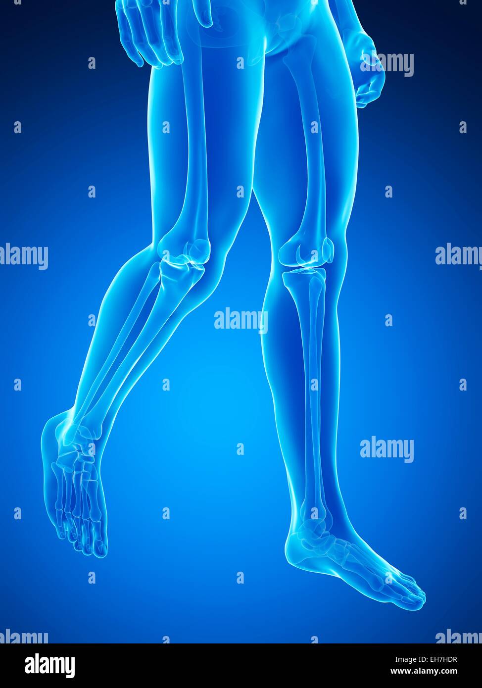 Human leg bones, illustration Stock Photo - Alamy