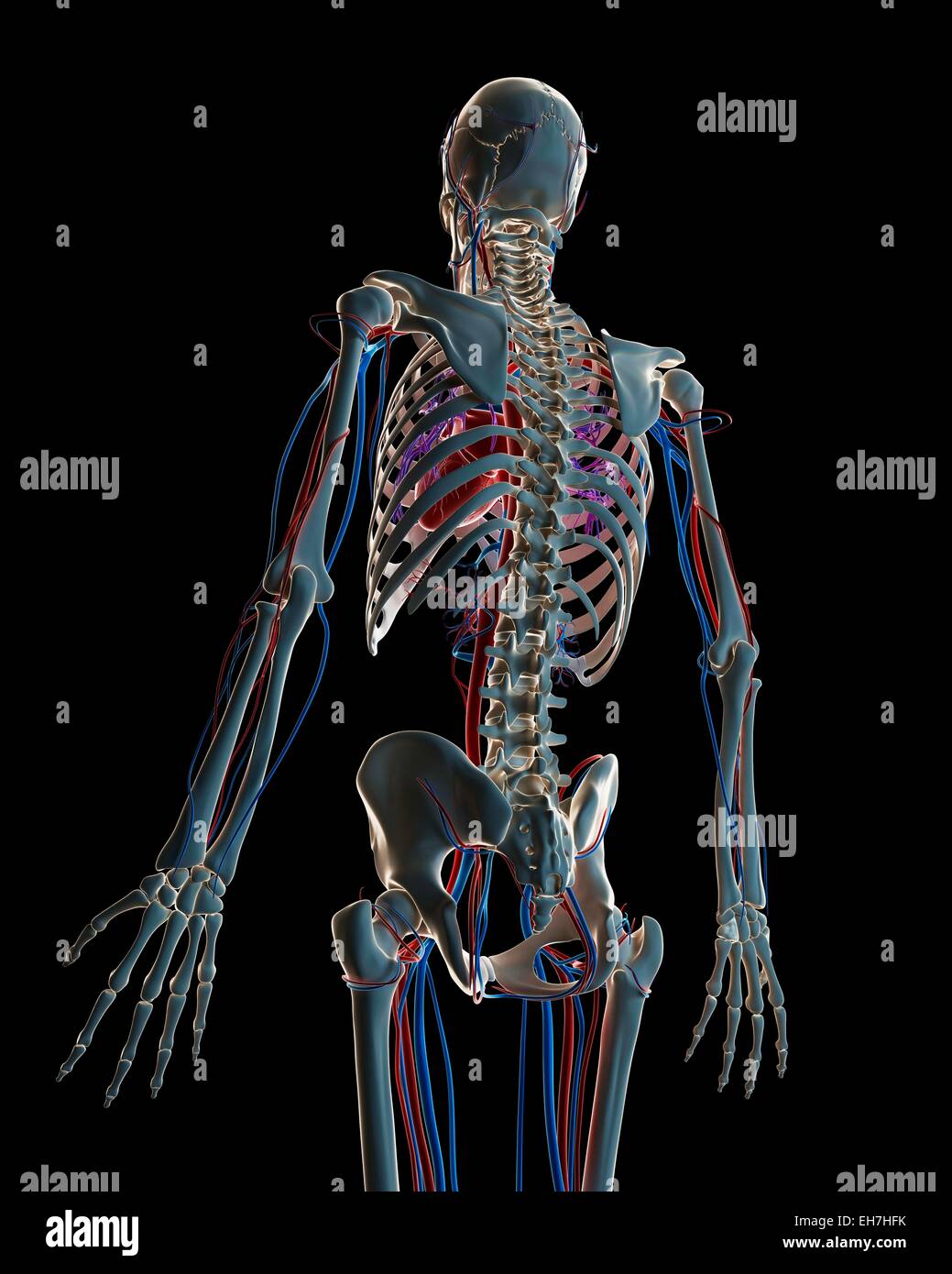Human vascular system, illustration Stock Photo - Alamy