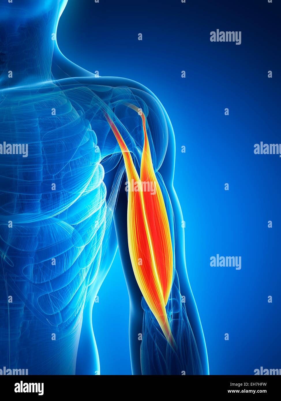 Human biceps, illustration Stock Photo - Alamy