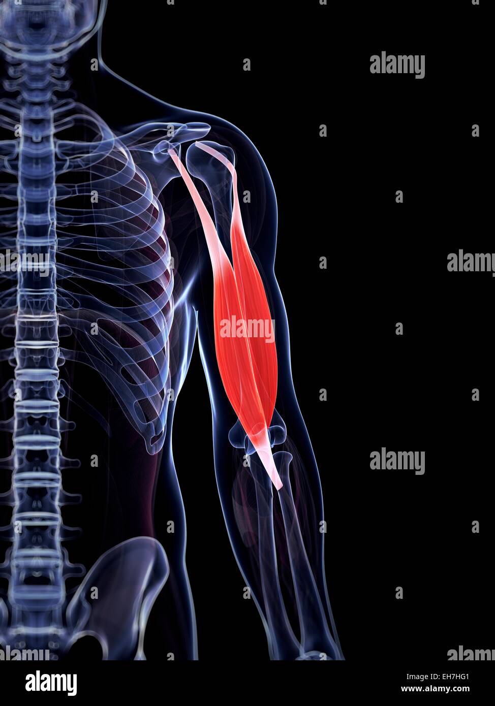 Biceps illustration hi-res stock photography and images - Alamy