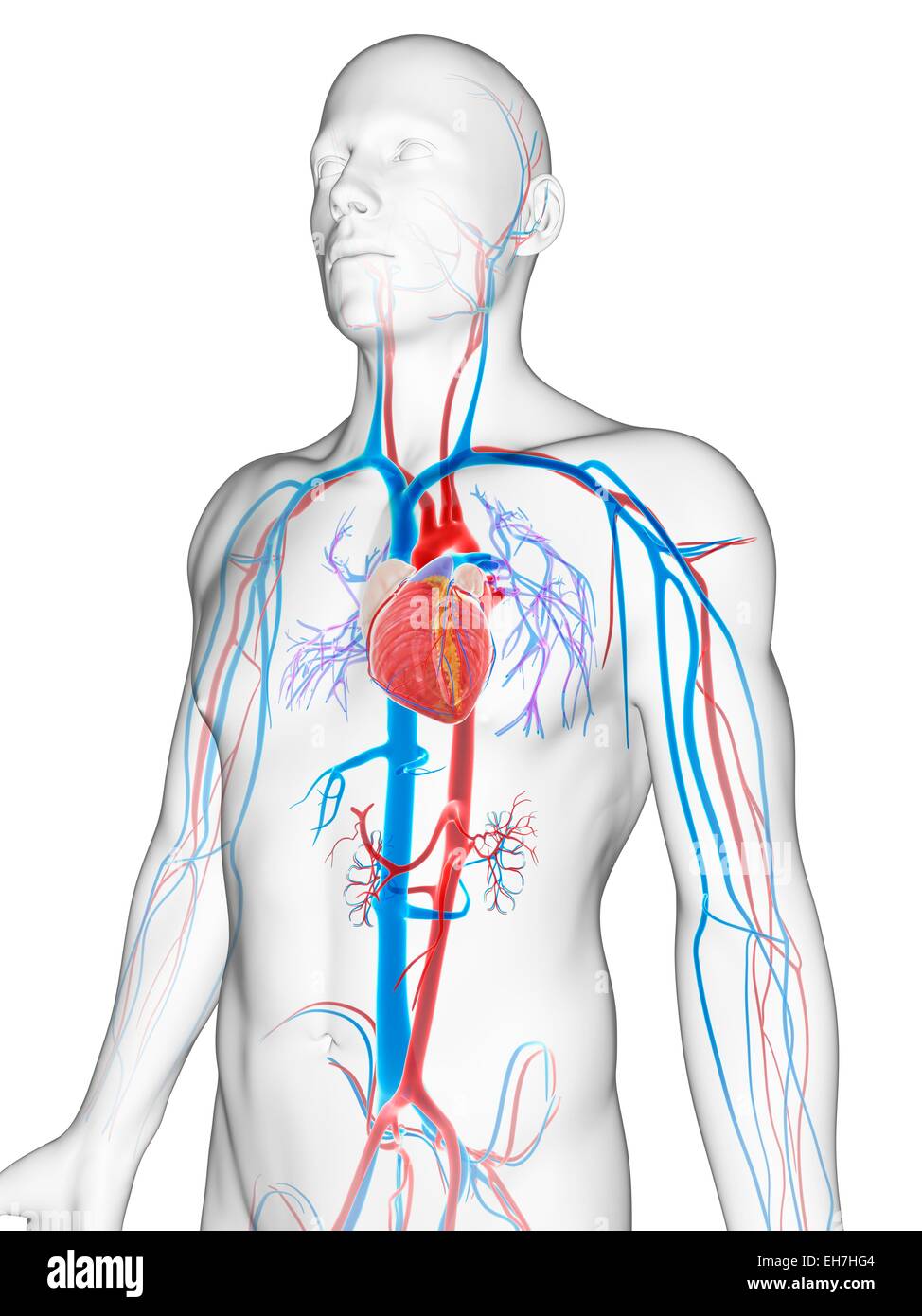 Human vascular system, illustration Stock Photo - Alamy