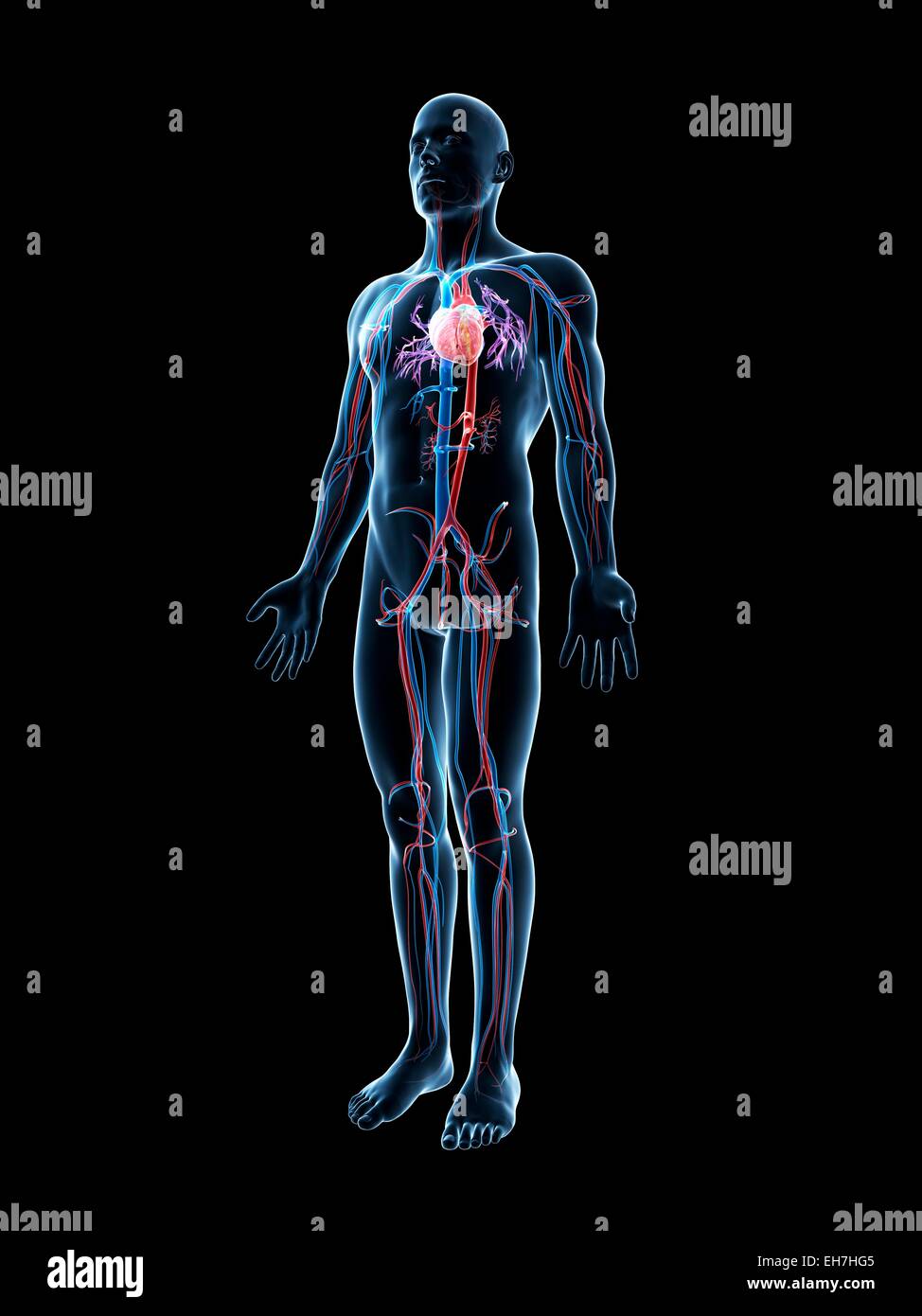 Human vascular system, illustration Stock Photo - Alamy