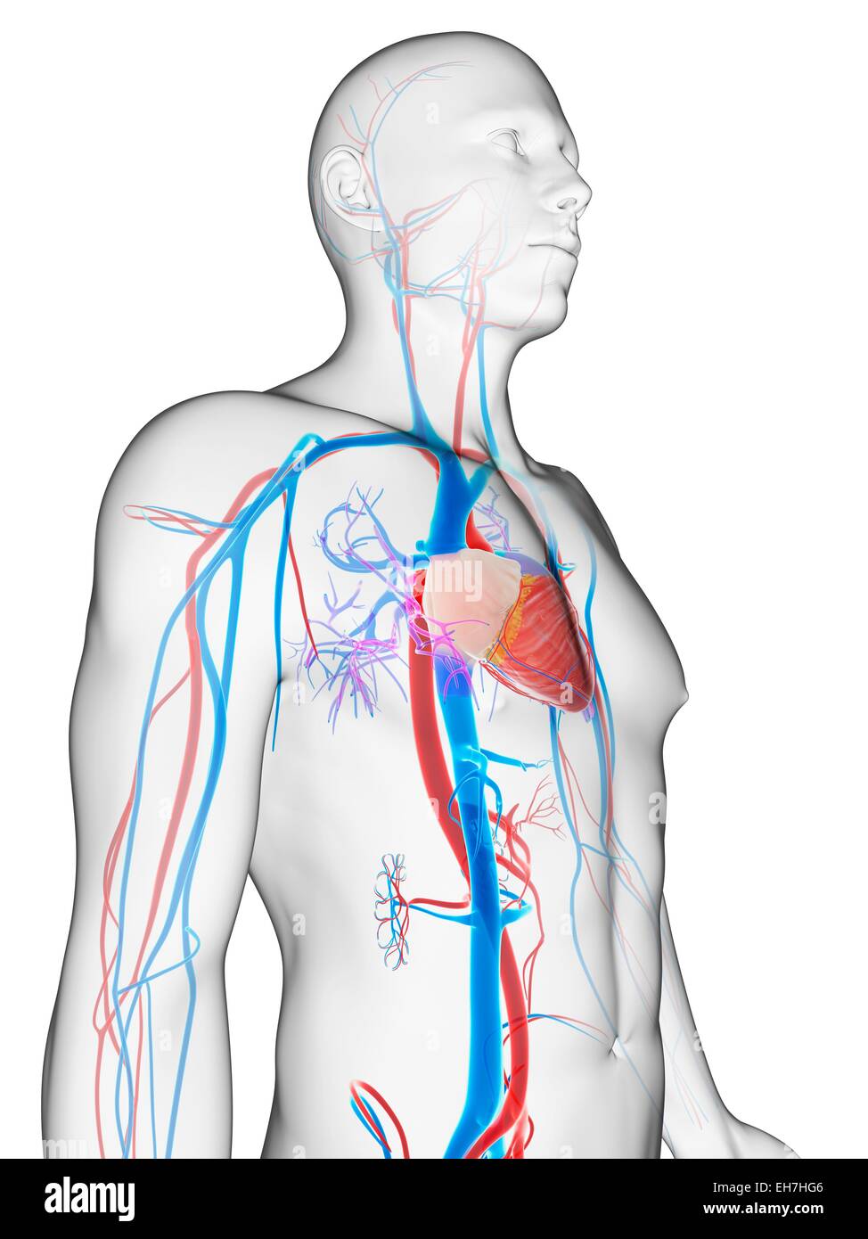 Human vascular system, illustration Stock Photo - Alamy
