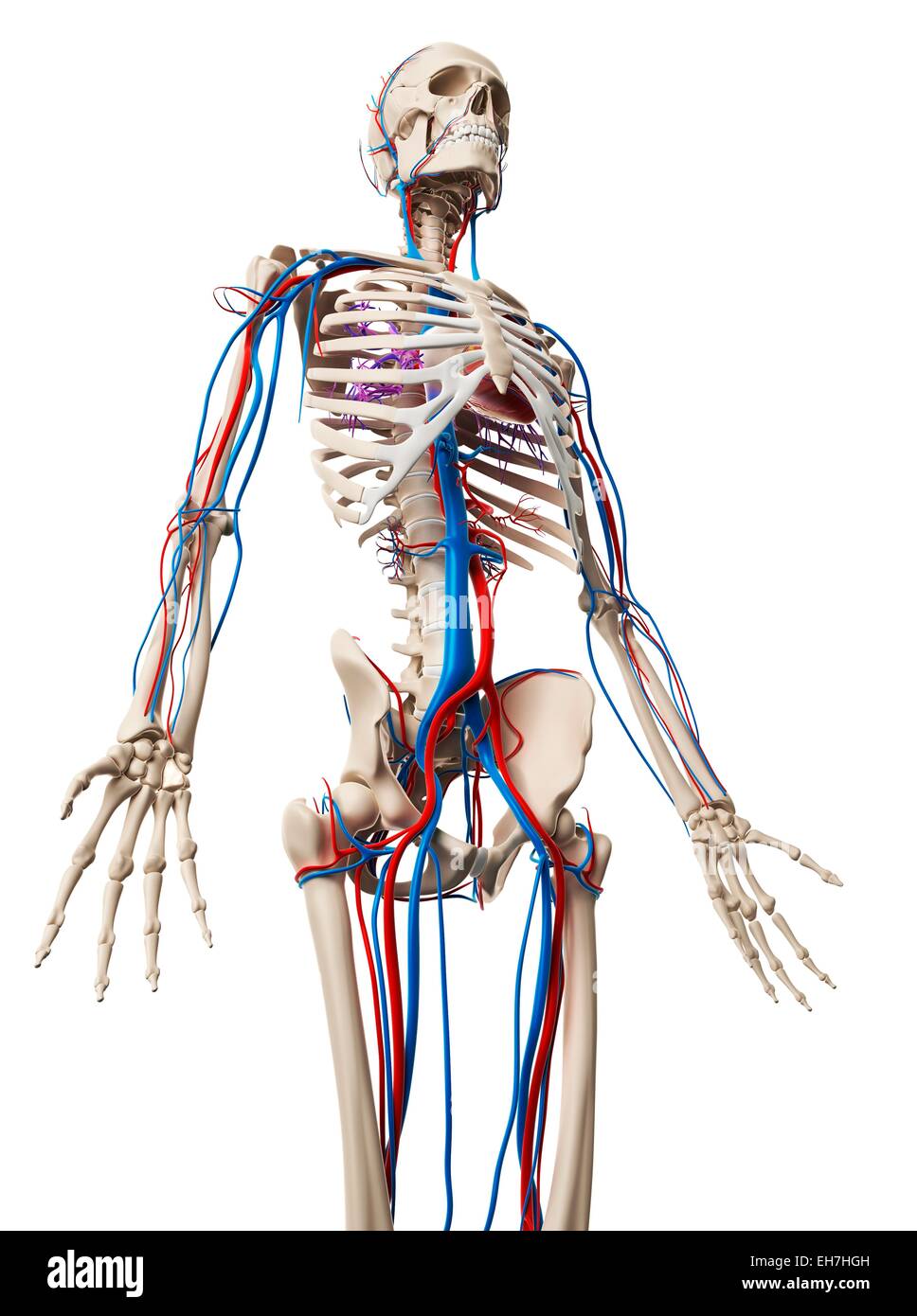 Human vascular system, illustration Stock Photo - Alamy
