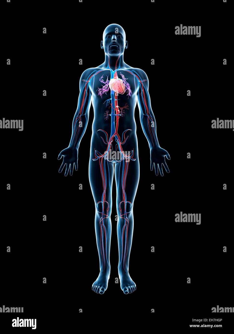 Human vascular system, illustration Stock Photo - Alamy
