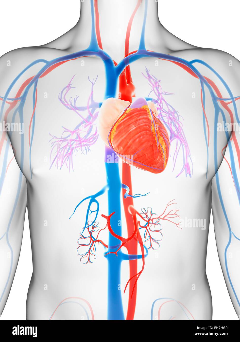Human vascular system, illustration Stock Photo - Alamy